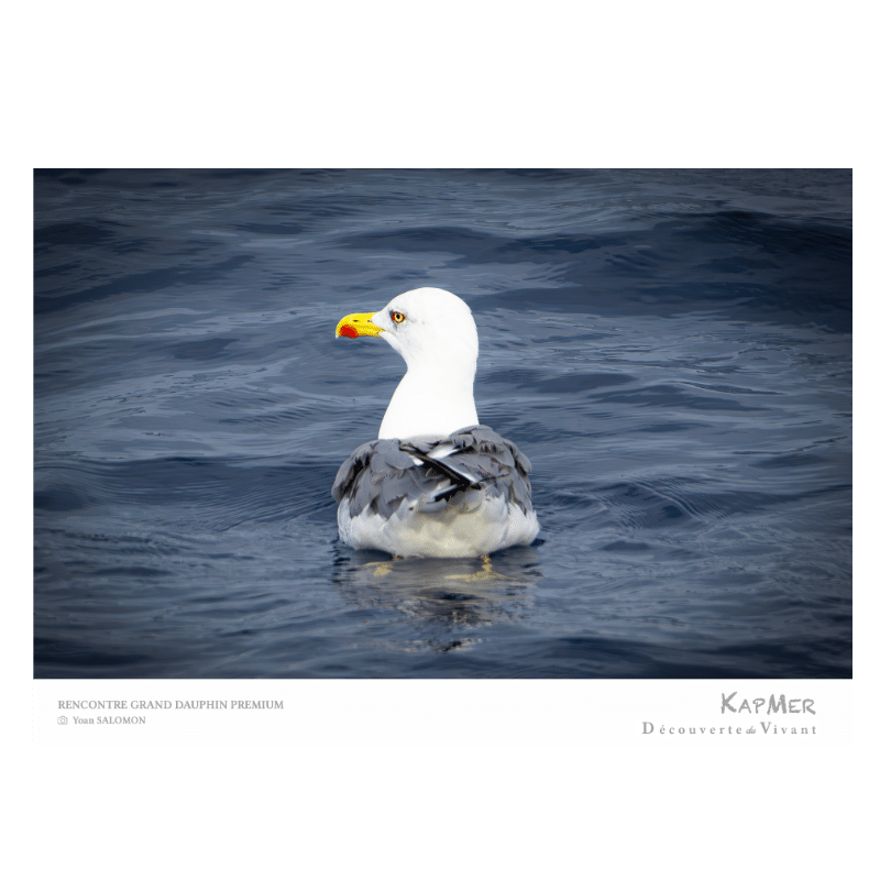 Poster Photo Goéland (N°1) - KapMer